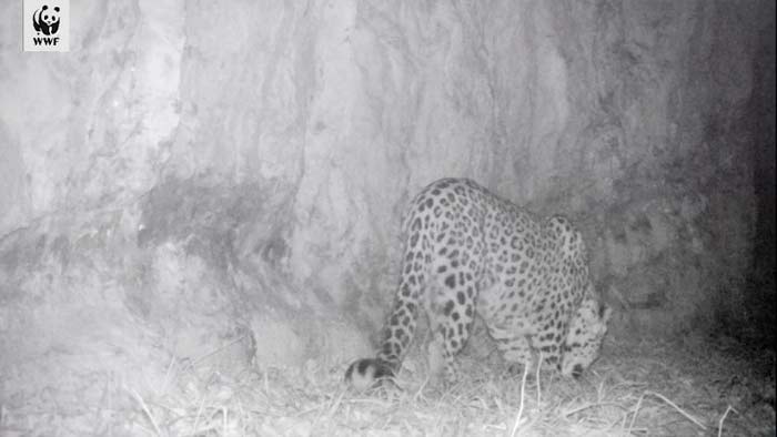 Leopard caught on cameras in Armenia’s Tavush for first time in 50 ...